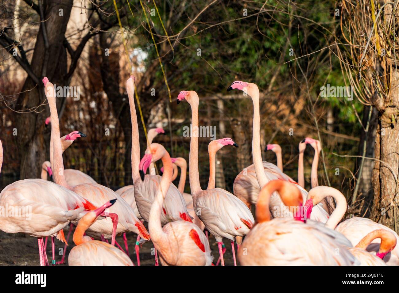 Real flamingos hi-res stock photography and images - Alamy