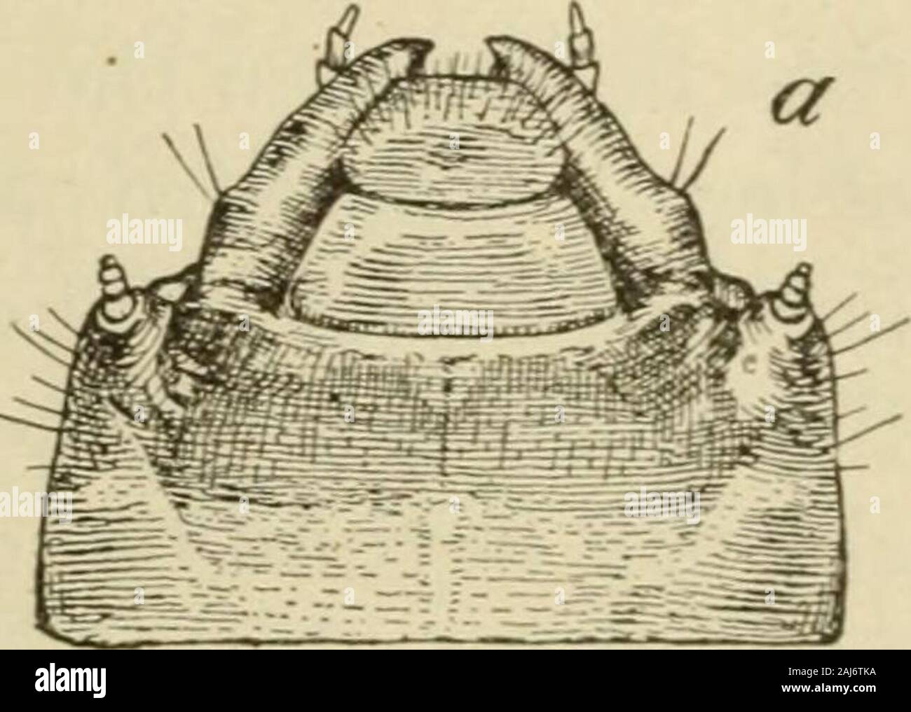 Amnion chorion amnion hi-res stock photography and images - Alamy