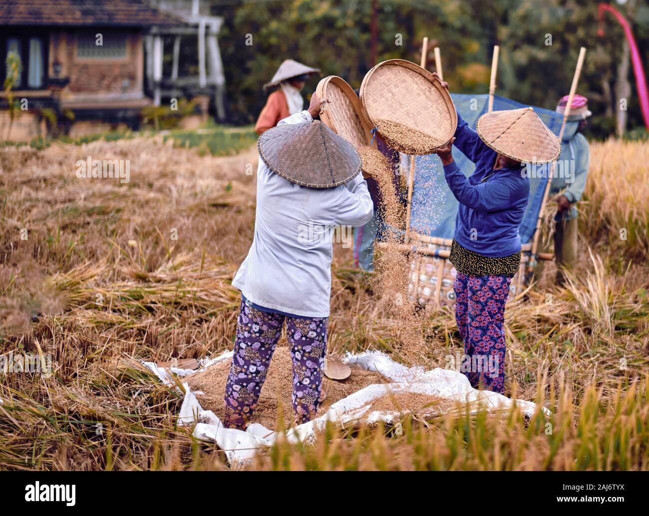 Rice from the field in in weave rattan tray with farmer's hands ...