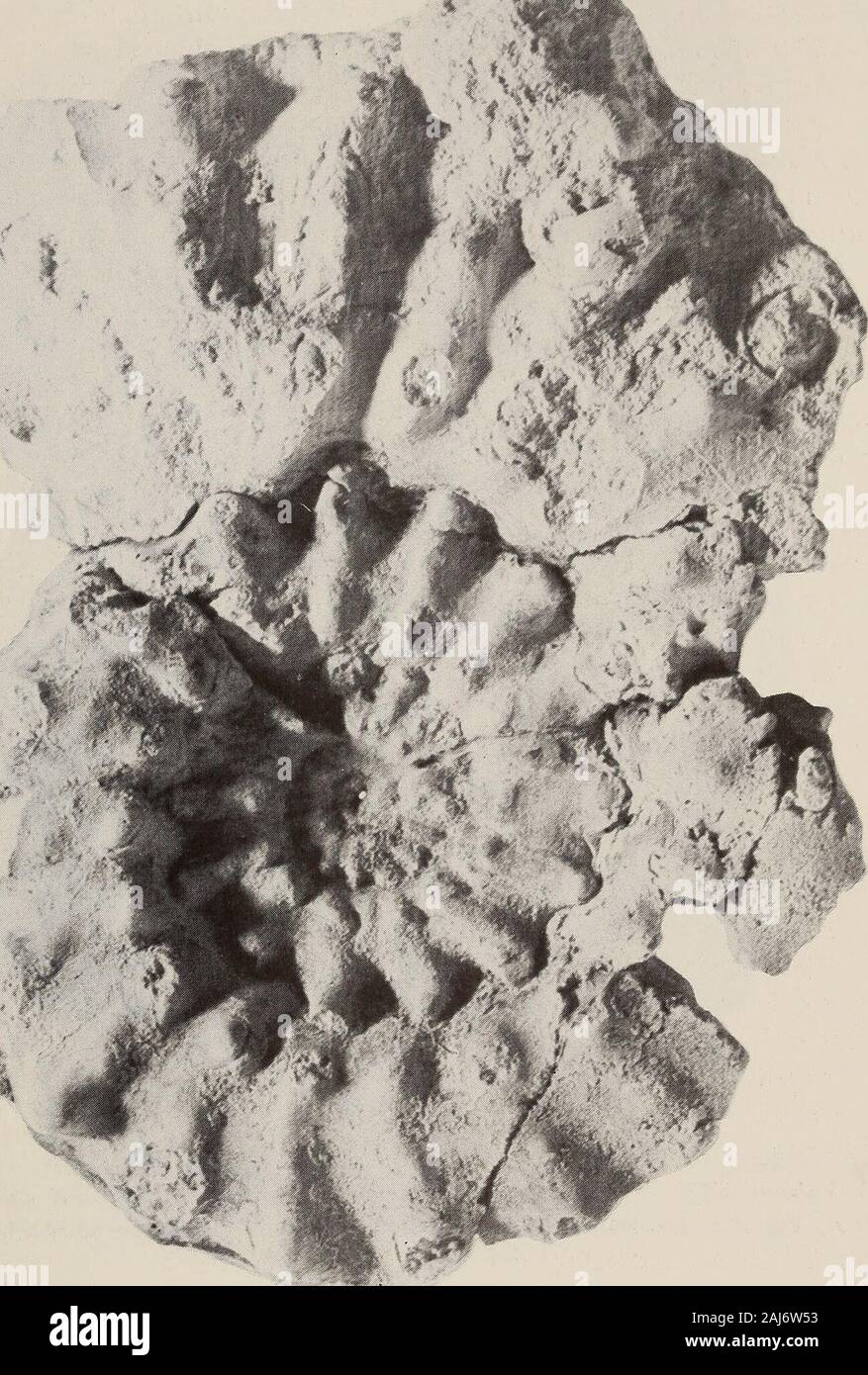 Coniacian hi-res stock photography and images - Alamy