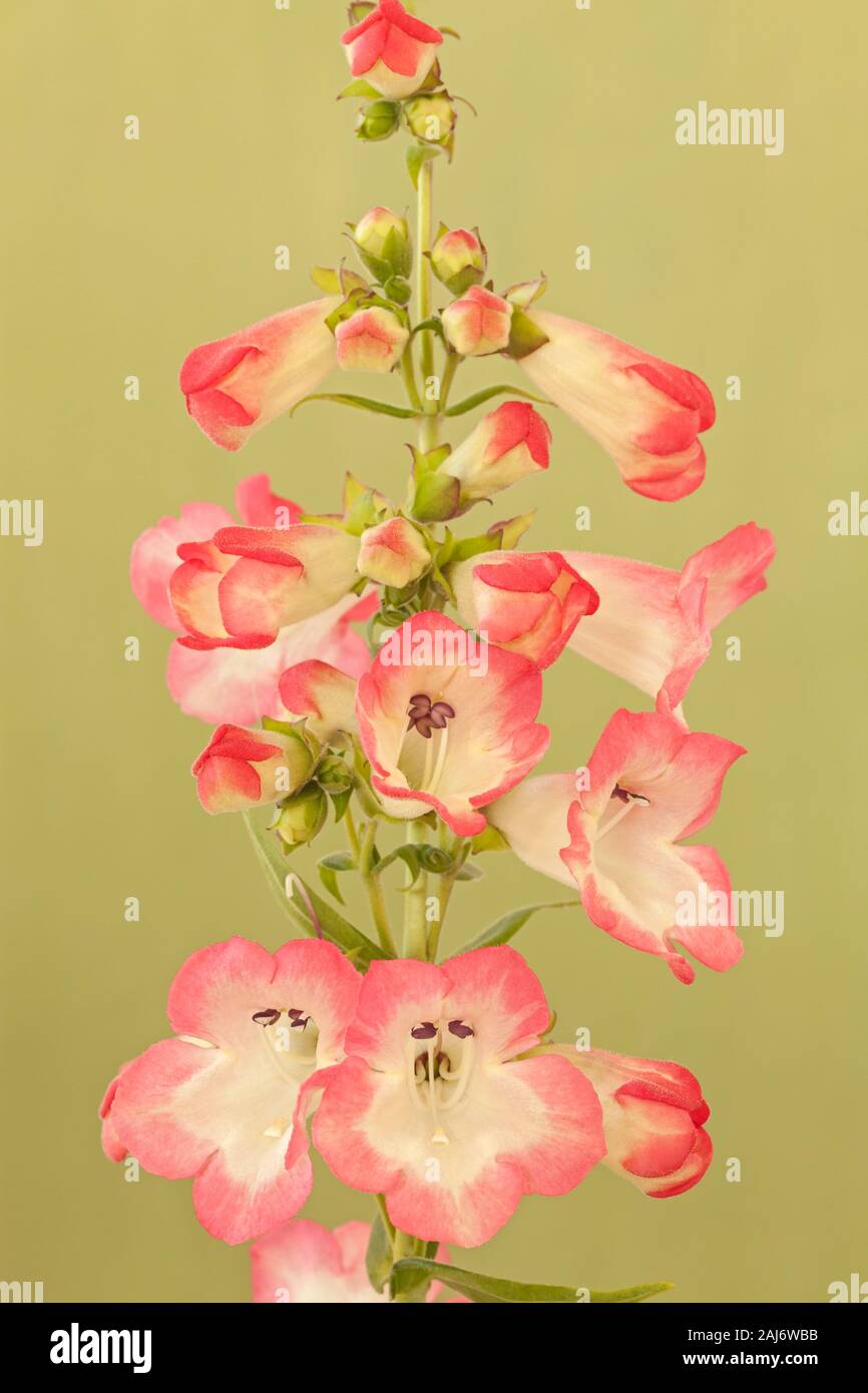 Pink penstemon flower summer hi-res stock photography and images - Alamy