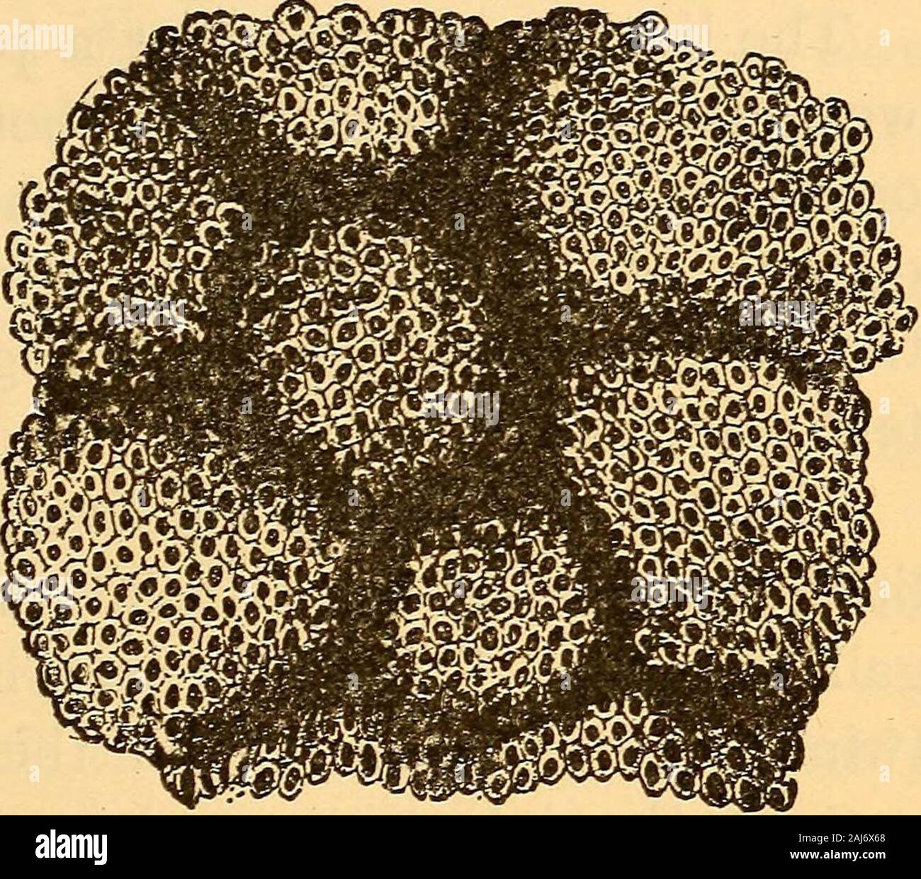 Alexis st martin stomach hi-res stock photography and images - Alamy