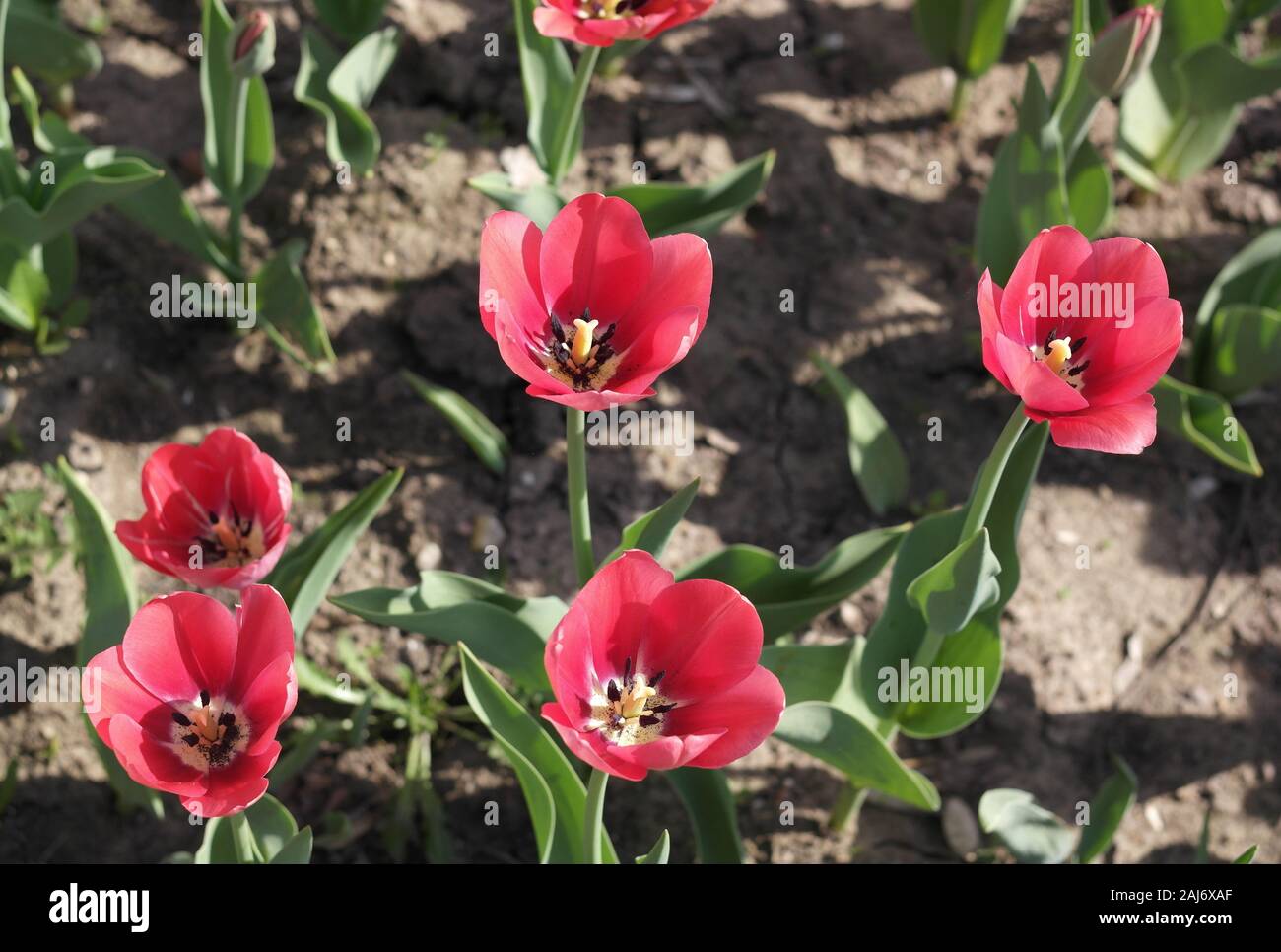 Red Tulip at Spring Stock Photo - Alamy