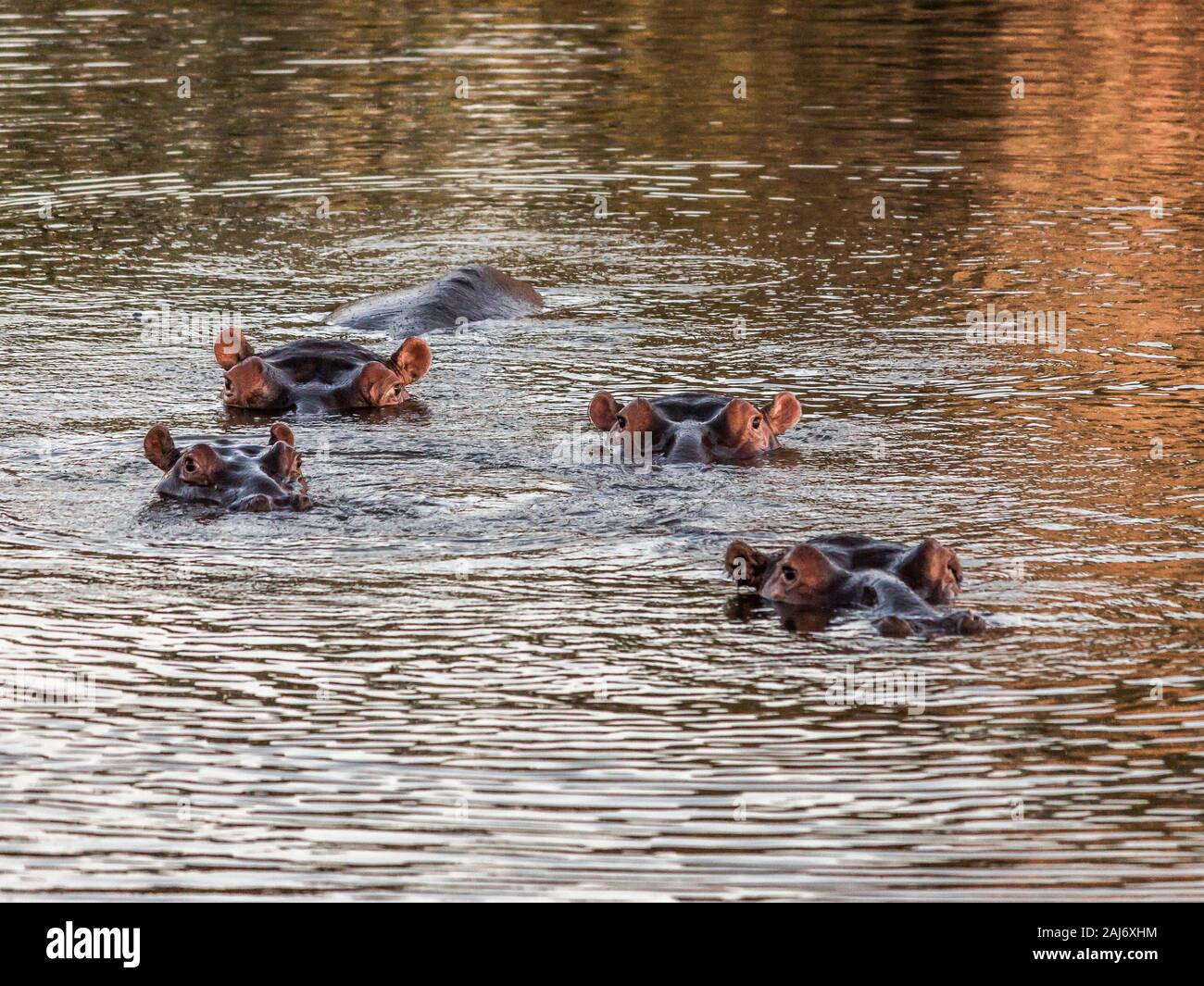 Wild animal in natural surroundings Stock Photo - Alamy