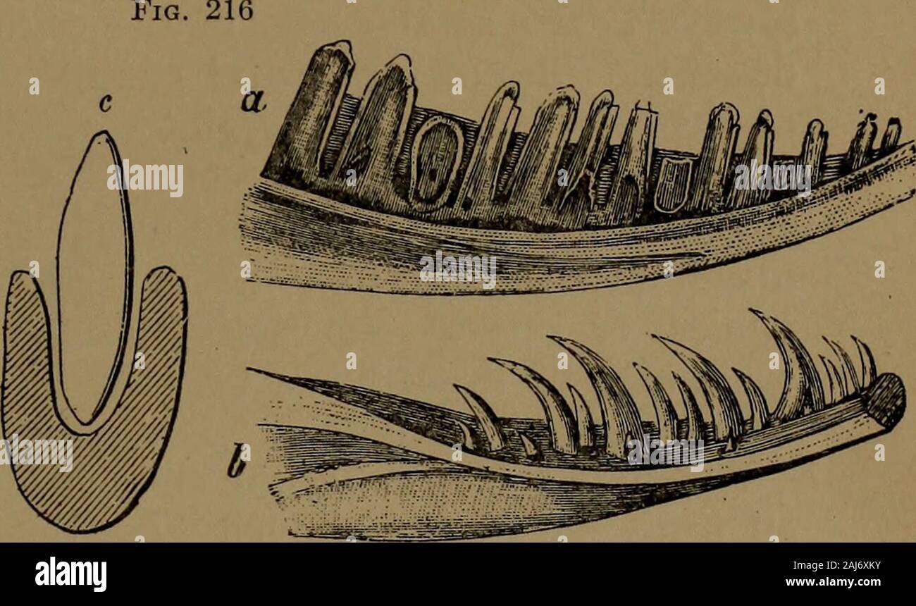 A text-book of dental histology and embryology, including laboratory ...