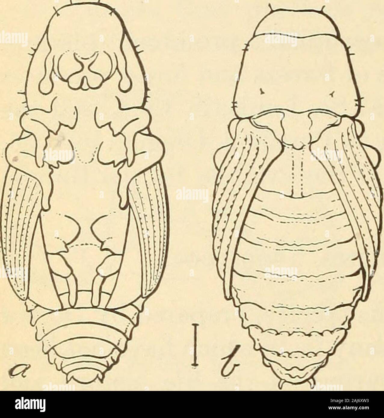 Westernyellow pine hi-res stock photography and images - Alamy