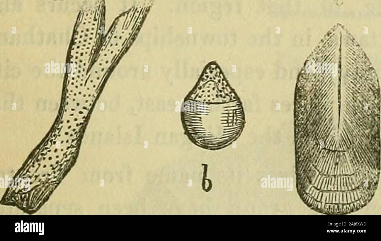 Lingula hi-res stock photography and images - Alamy