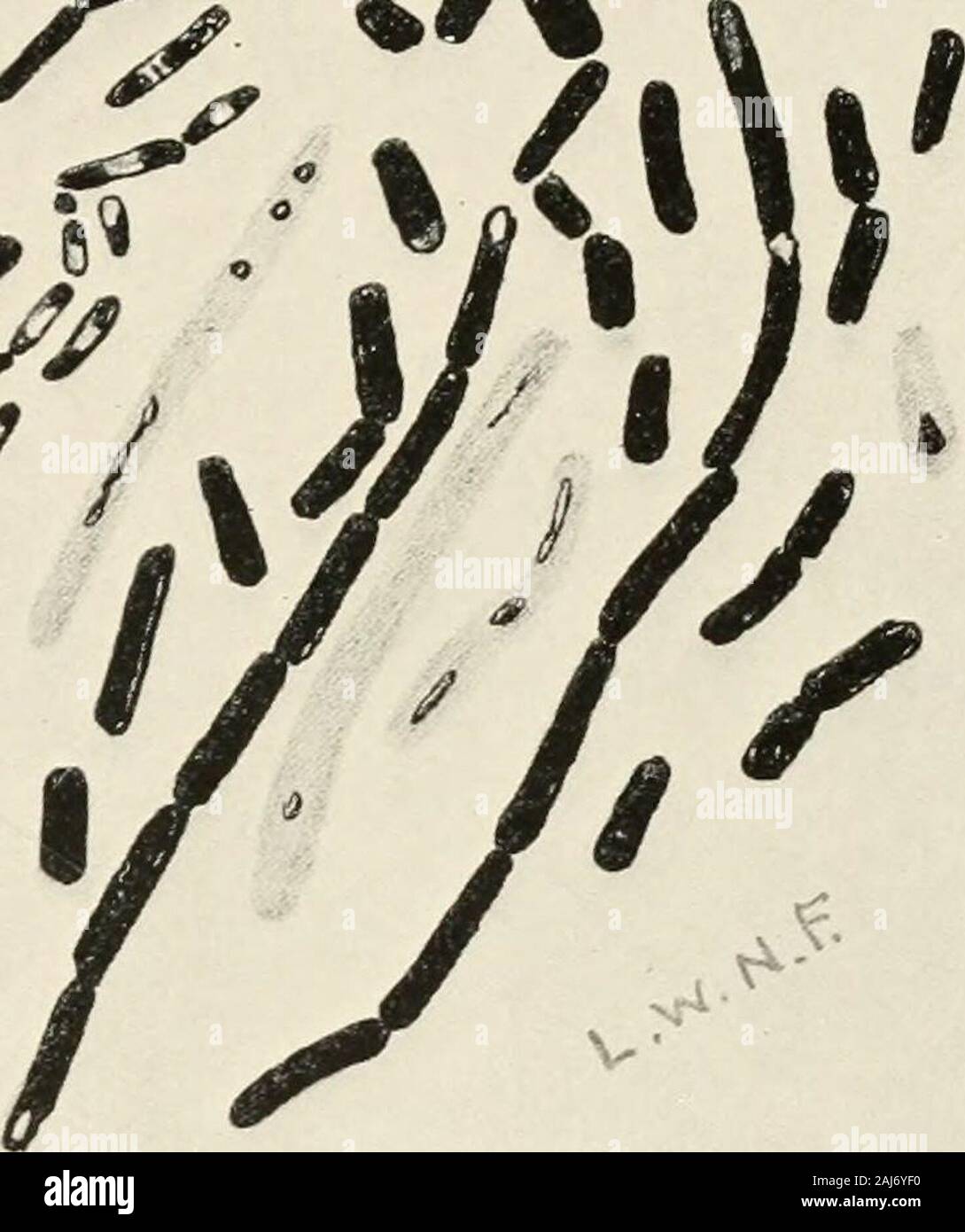 Aerobic spore bearing bacteria hi-res stock photography and images - Alamy