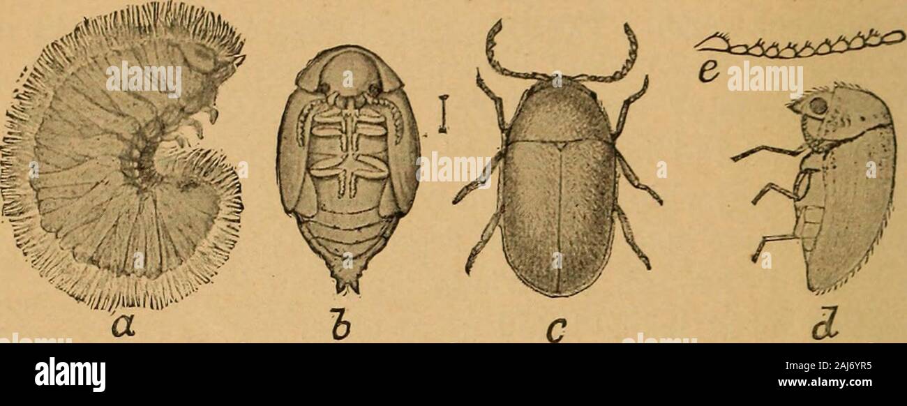 Principal household insects of the United States . Pio. 62.—9itodrepa ...