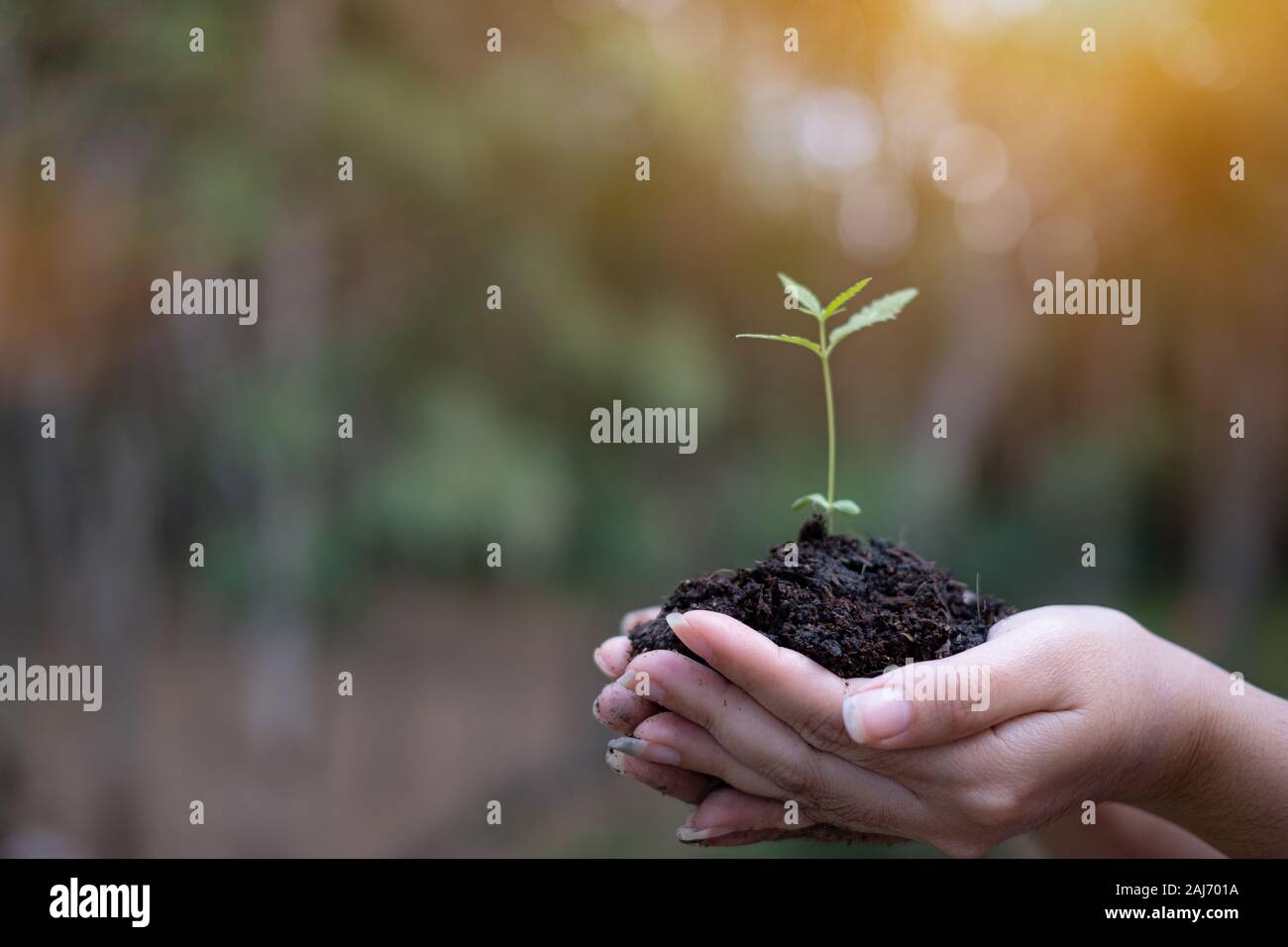 In the hands of cannabis growing seedling, Female hand holding ...