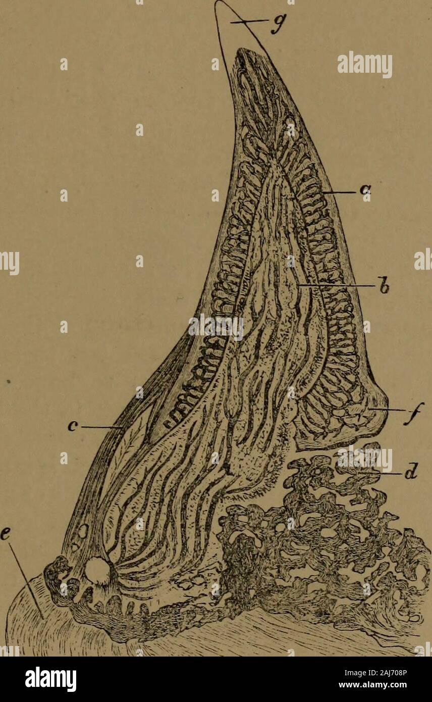 Gar scales hi-res stock photography and images - Alamy