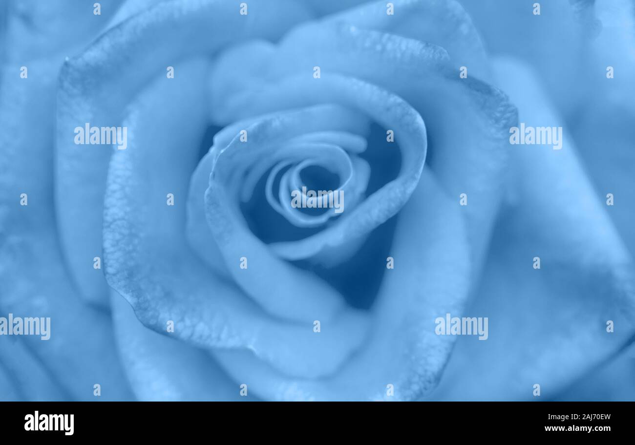 Classic blue 2020. Gradient color palette. Background of the petals ...