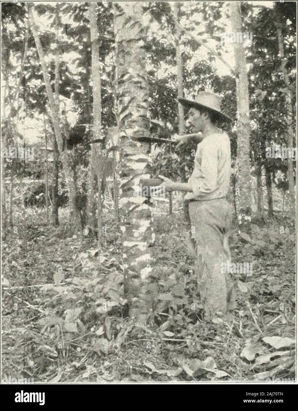 Leche india hi-res stock photography and images - Alamy