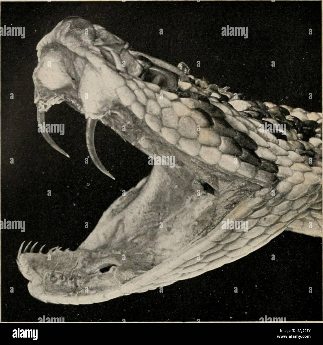 Tortoises skeleton hi-res stock photography and images - Alamy