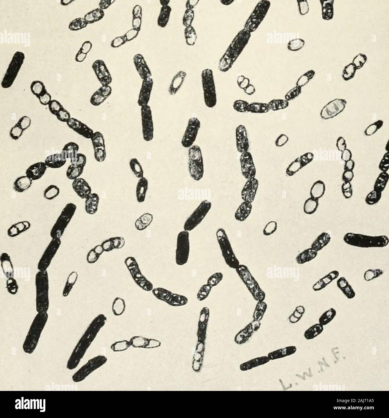 Aerobic spore bearing bacteria hi-res stock photography and images - Alamy