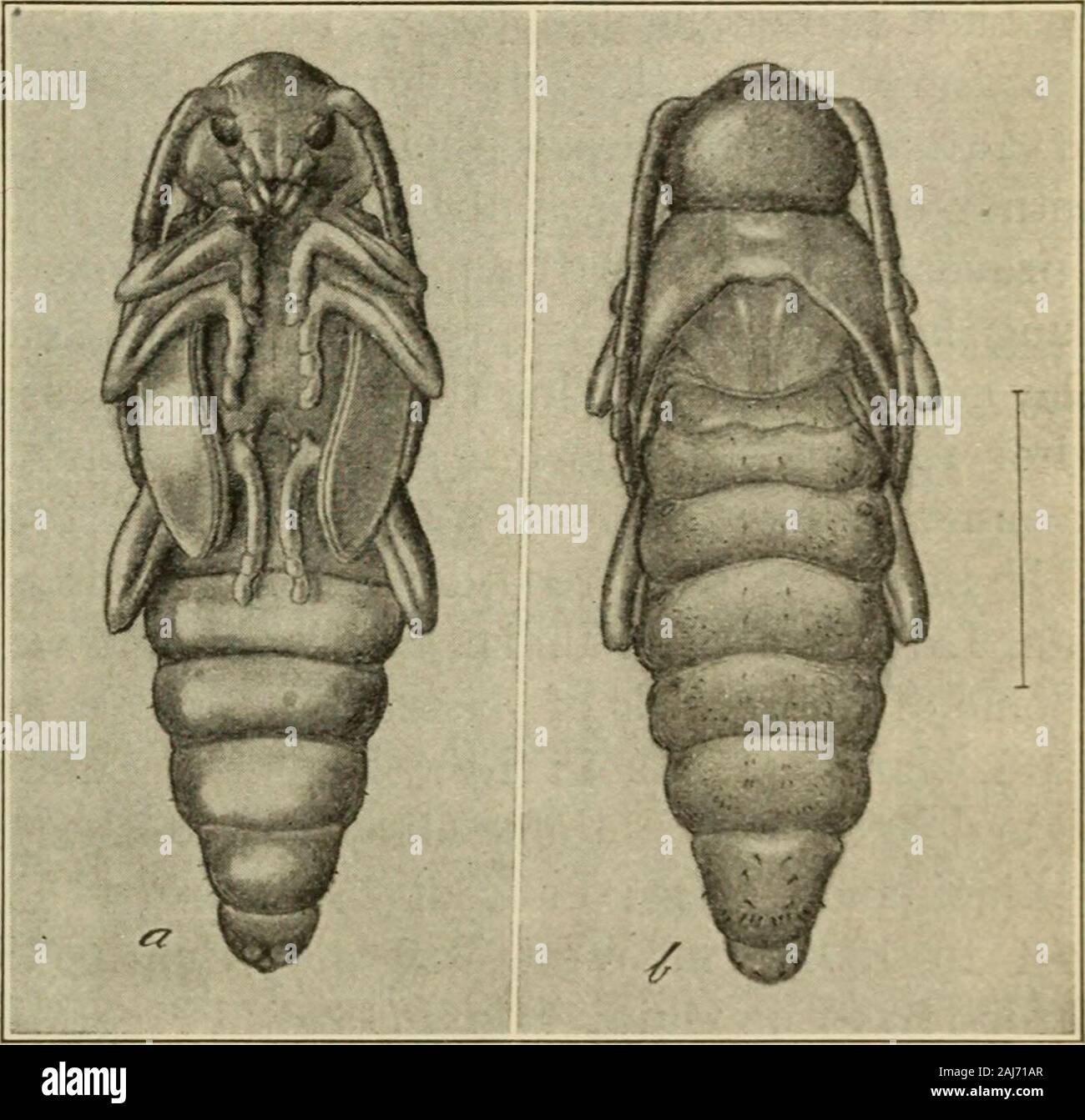 Locust borers hi-res stock photography and images - Alamy