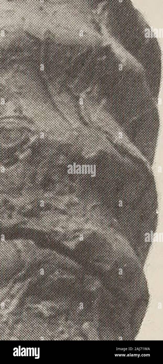 Annals of the South African Museum = Annale van die Suid-Afrikaanse ...