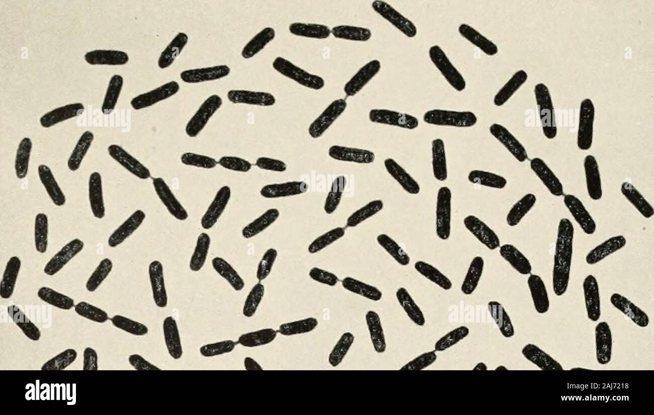 Aerobic spore bearing bacteria hi-res stock photography and images - Alamy