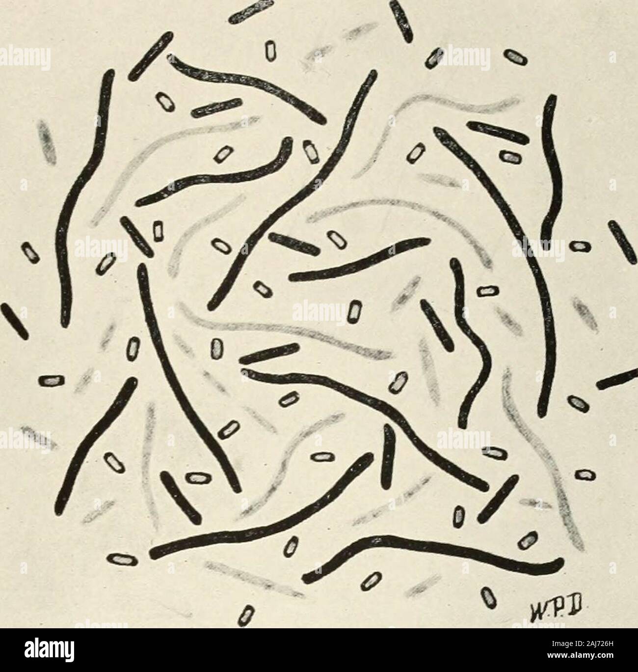 Aerobic spore bearing bacteria hi-res stock photography and images - Alamy