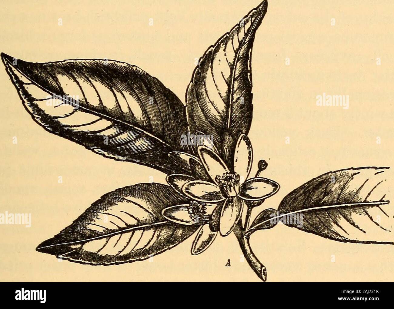 Coriaceous obtuse leaves hi-res stock photography and images - Alamy