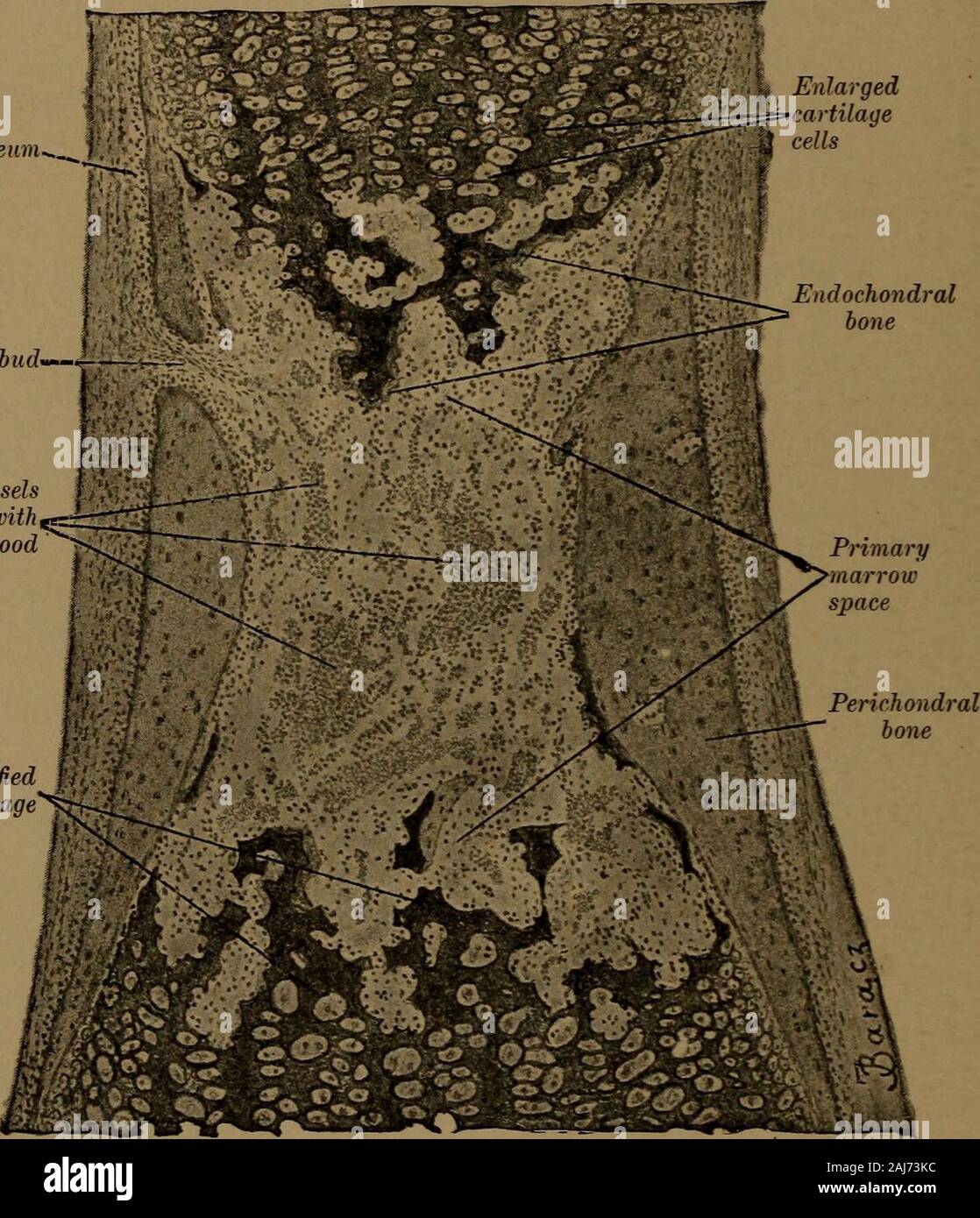 A text-book of dental histology and embryology, including laboratory ...