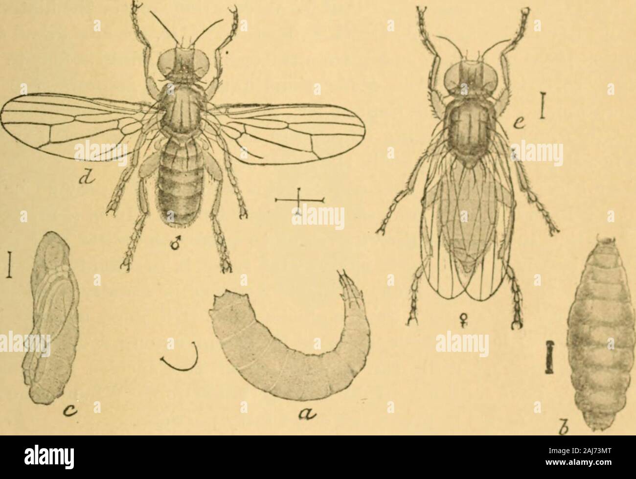 Principal household insects of the United States . larvae, all ofwhich ...