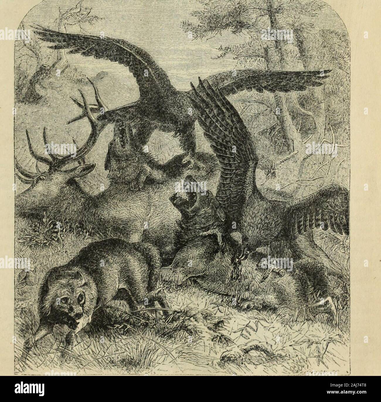 Fixed fangs hi-res stock photography and images - Alamy