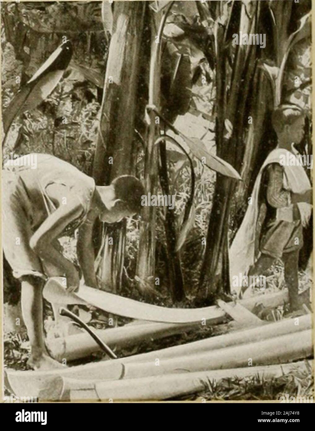 Harvest scenes of the world . Cutting Down a Manila Tree Removing the ...