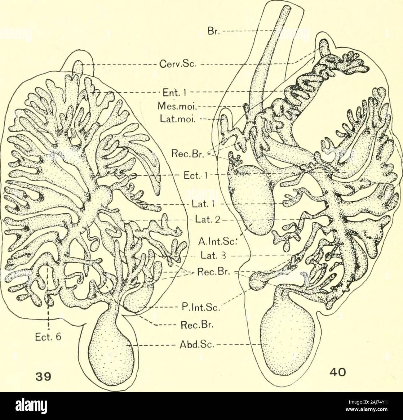 Airsacs hi-res stock photography and images - Alamy