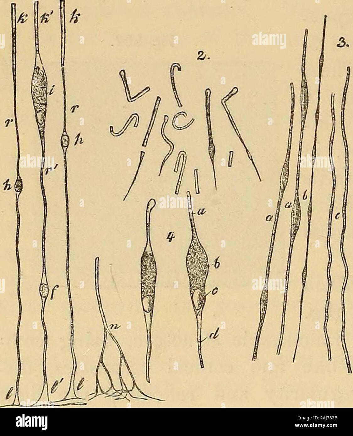 Human anato hi-res stock photography and images - Alamy