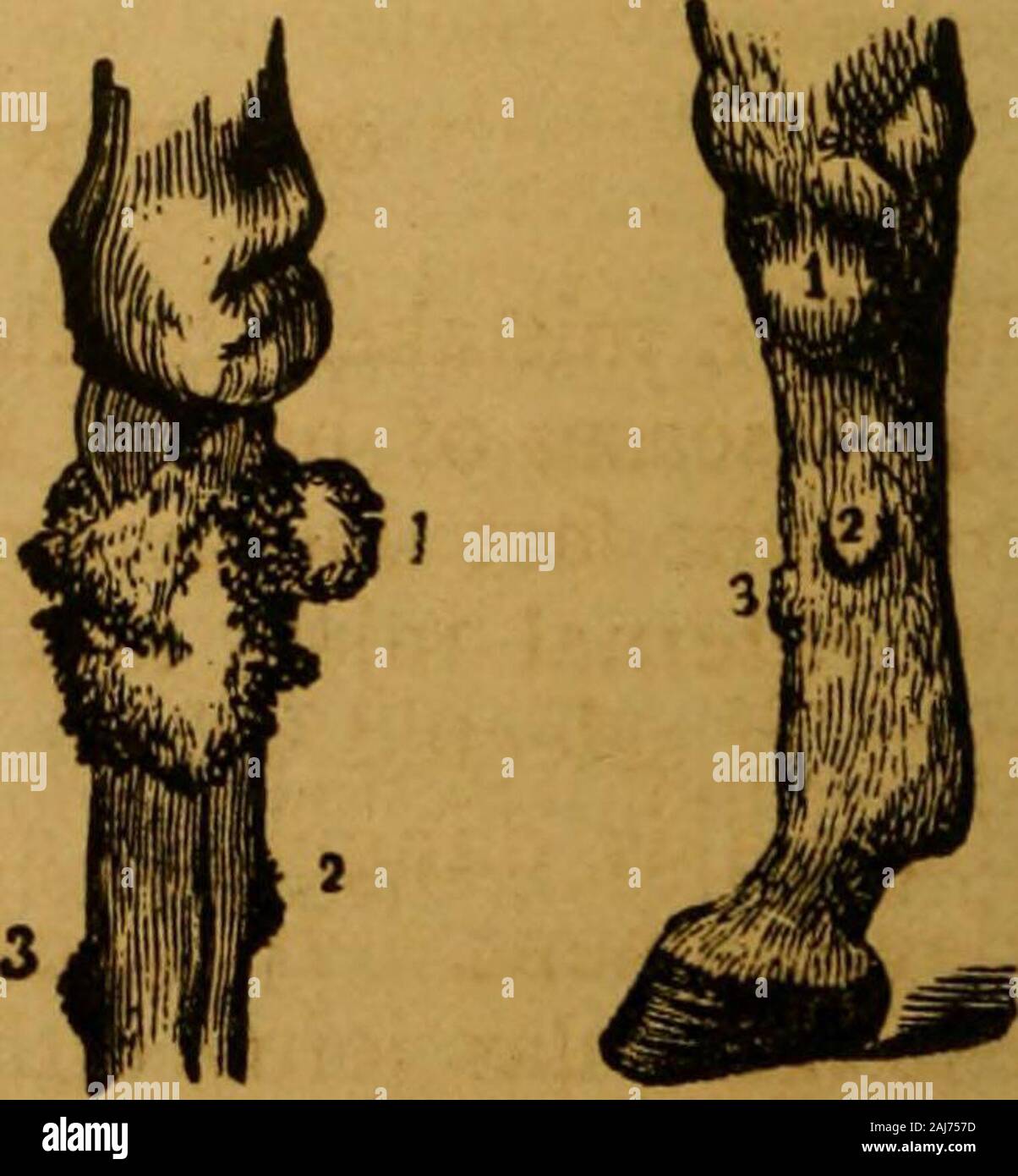Blood spavin hi-res stock photography and images - Alamy