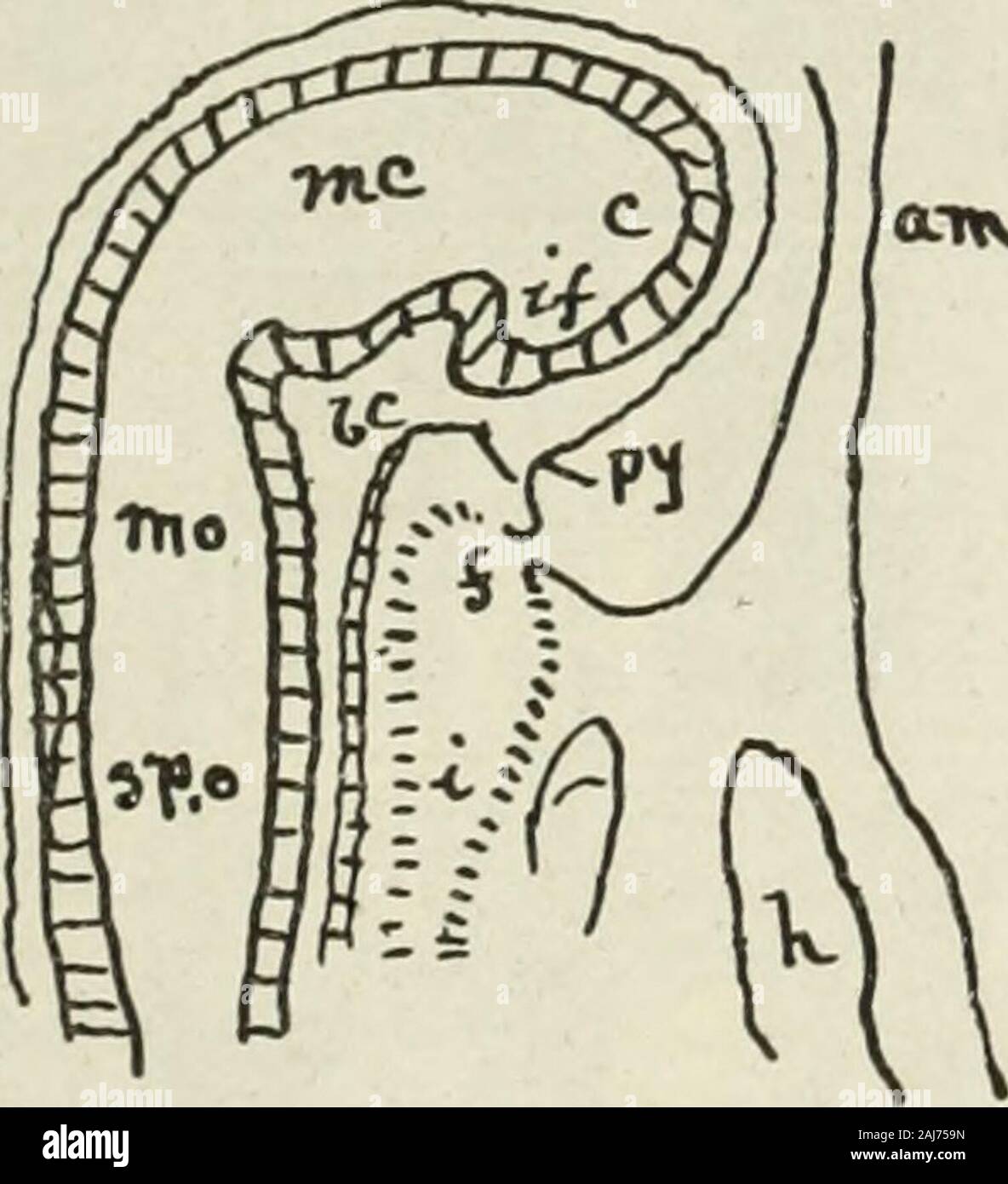 The Farm-poultry . Vertical section through head of embryo showing ...