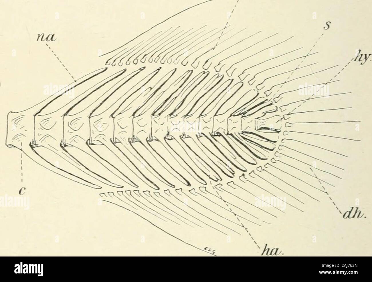 A treatise on zoology . Fig. oO.i. Tail of a young Cod. (After A ...