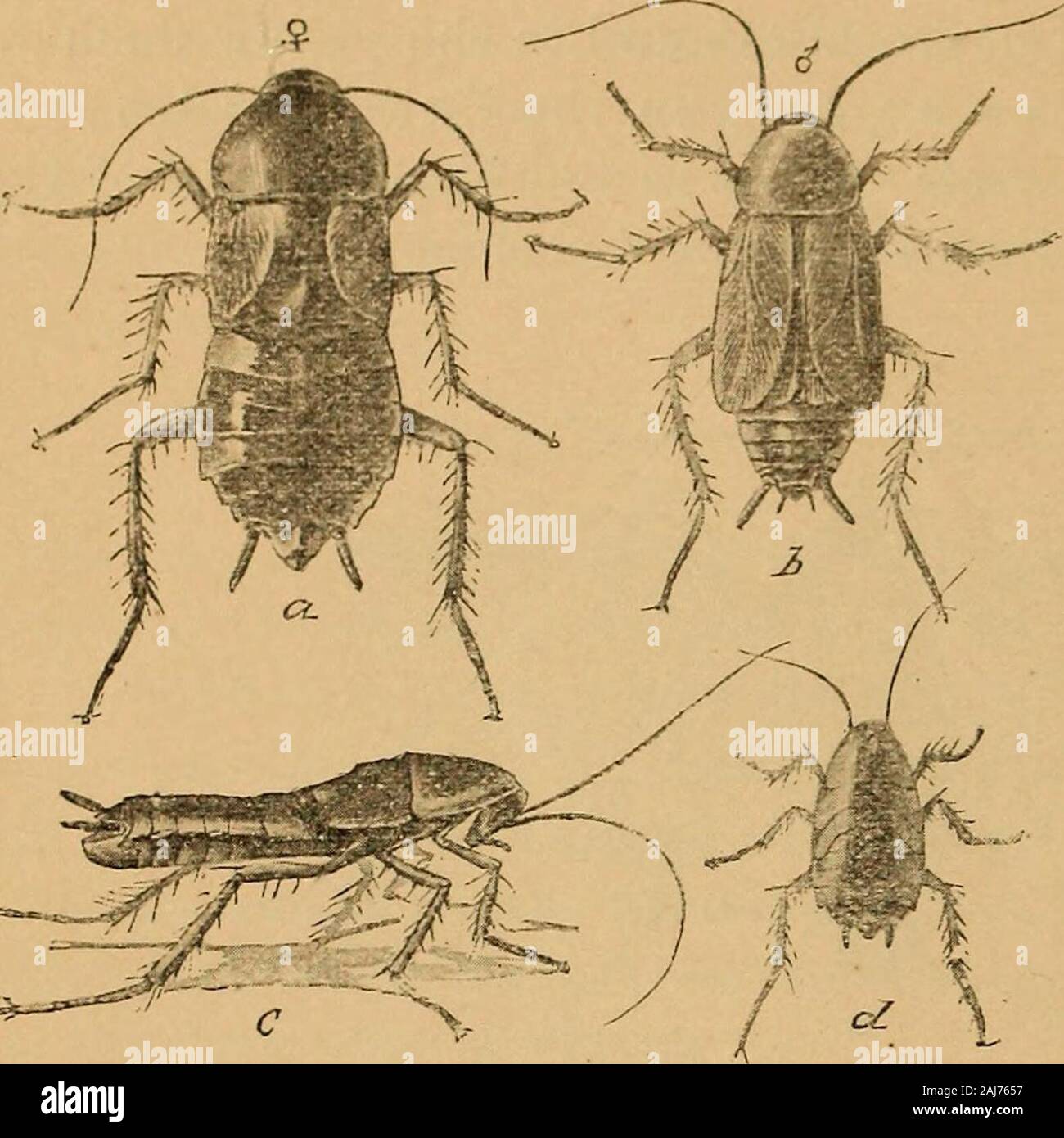 Wingless beetle hi-res stock photography and images - Alamy