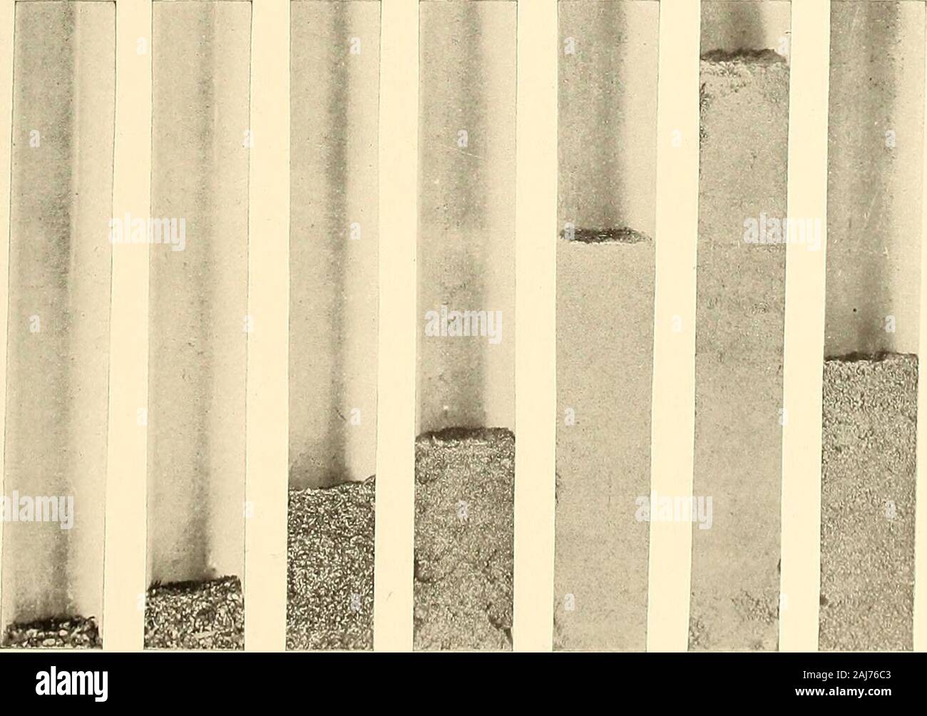 The Philippine journal of science . Fig. 2. Fractions of a clay coconut ...