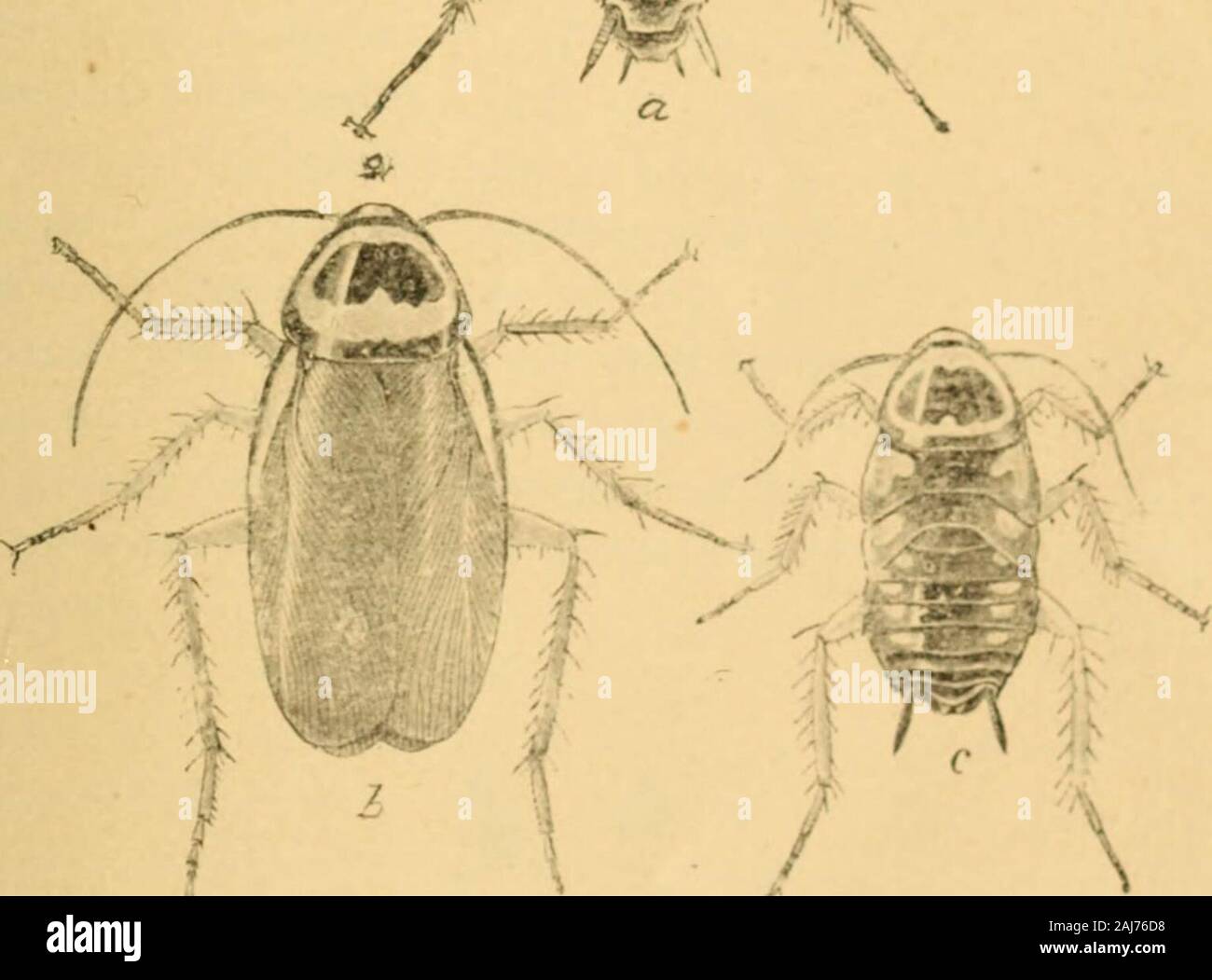 Shining cockroach hi-res stock photography and images - Alamy