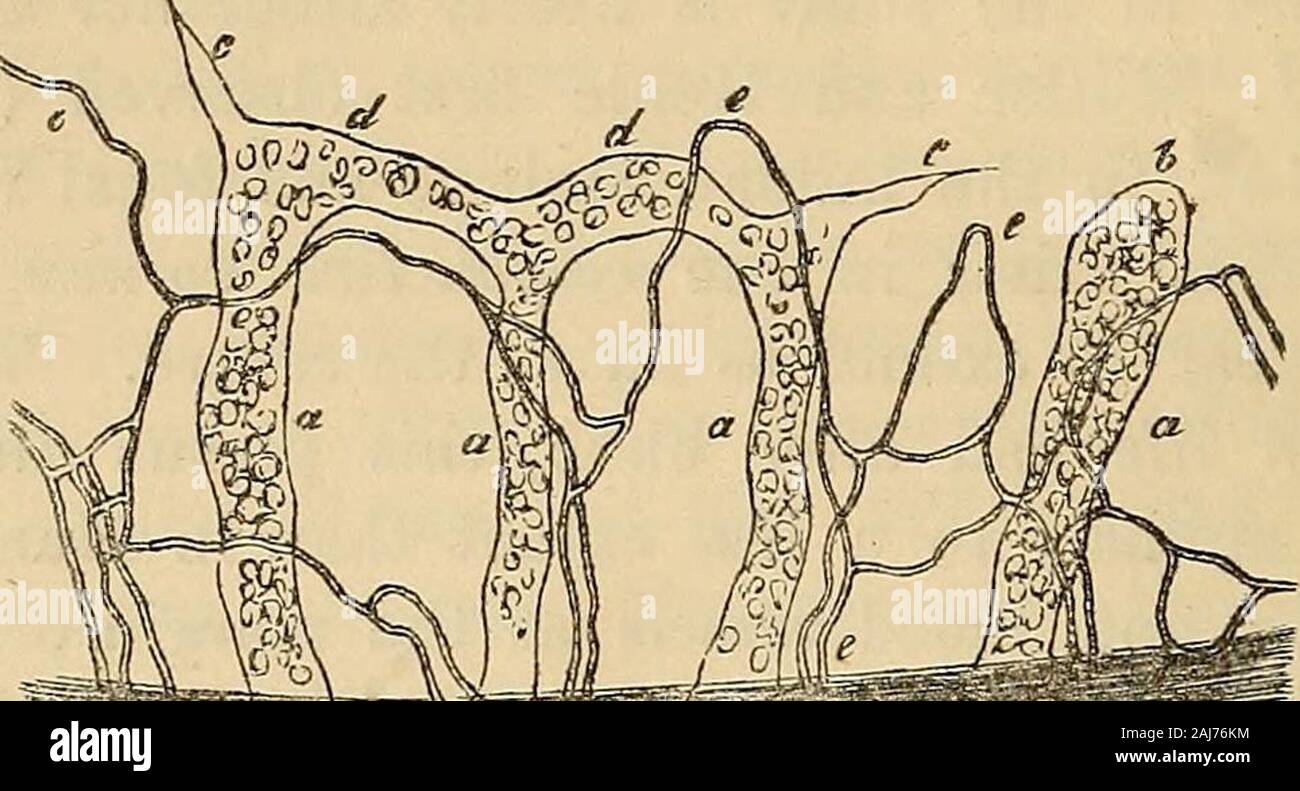 Histology elastic hi-res stock photography and images - Alamy