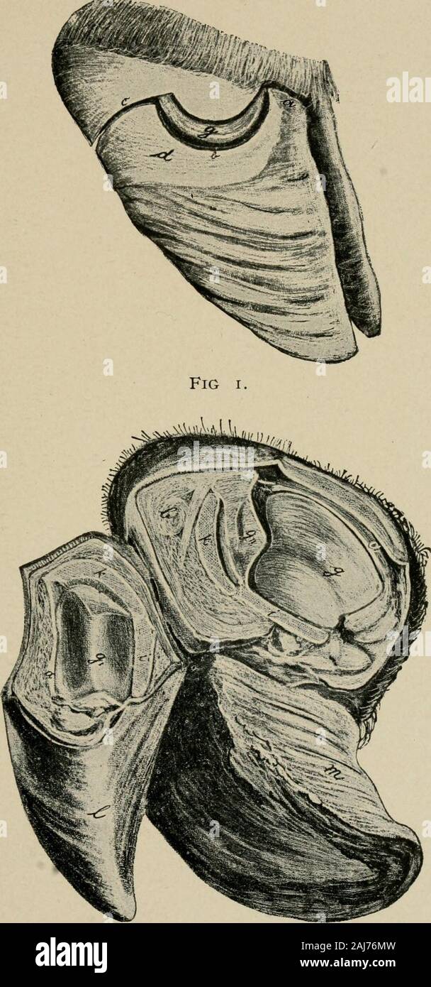 Surgical and obstetrical operations . an be seen are ligated, the ...