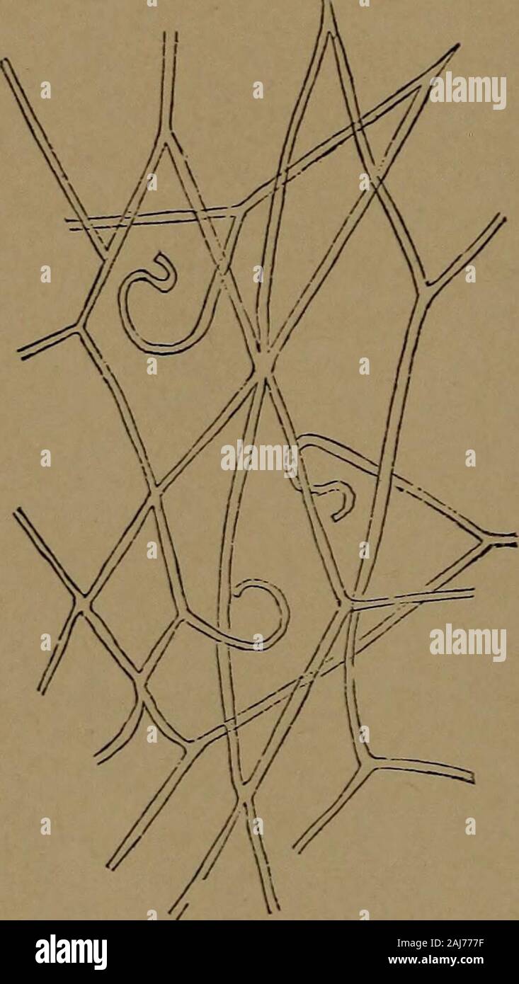 Reticular Fiber Histology
