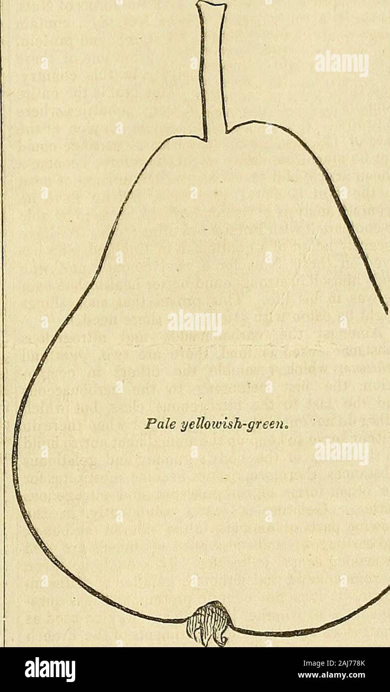 The pear napoleon hi-res stock photography and images - Alamy