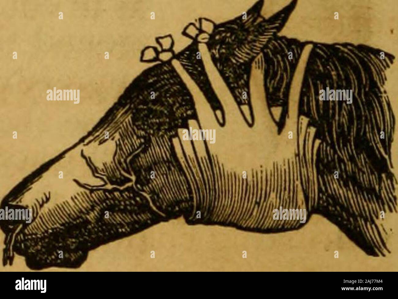 The new system of educating horses, including instructions on feeding ...