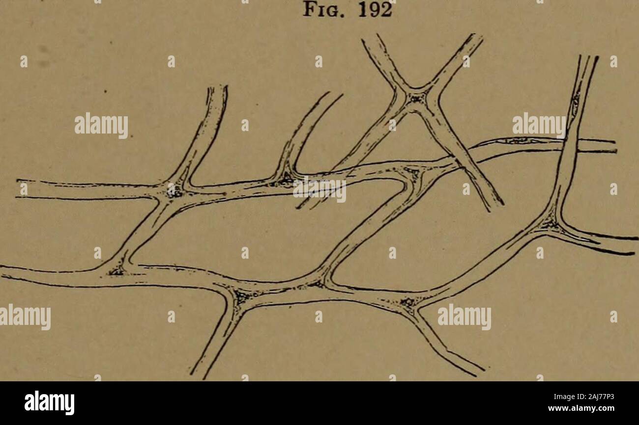 Reticular Fibers Labeled