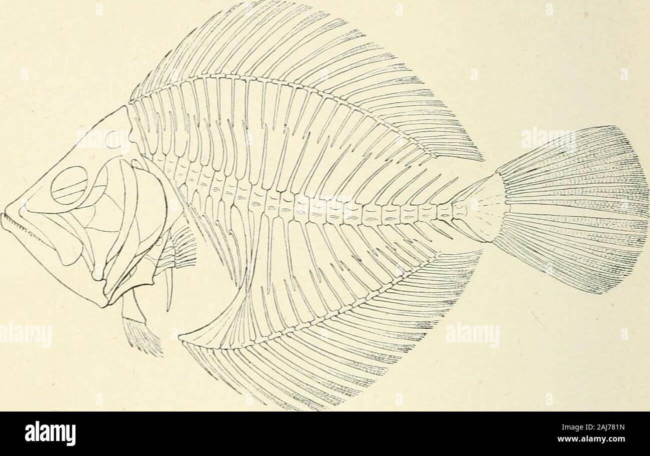 A treatise on zoology . Gthr. ; Cyttopsis, Gill ; Zenion,J. and E.—warm ...