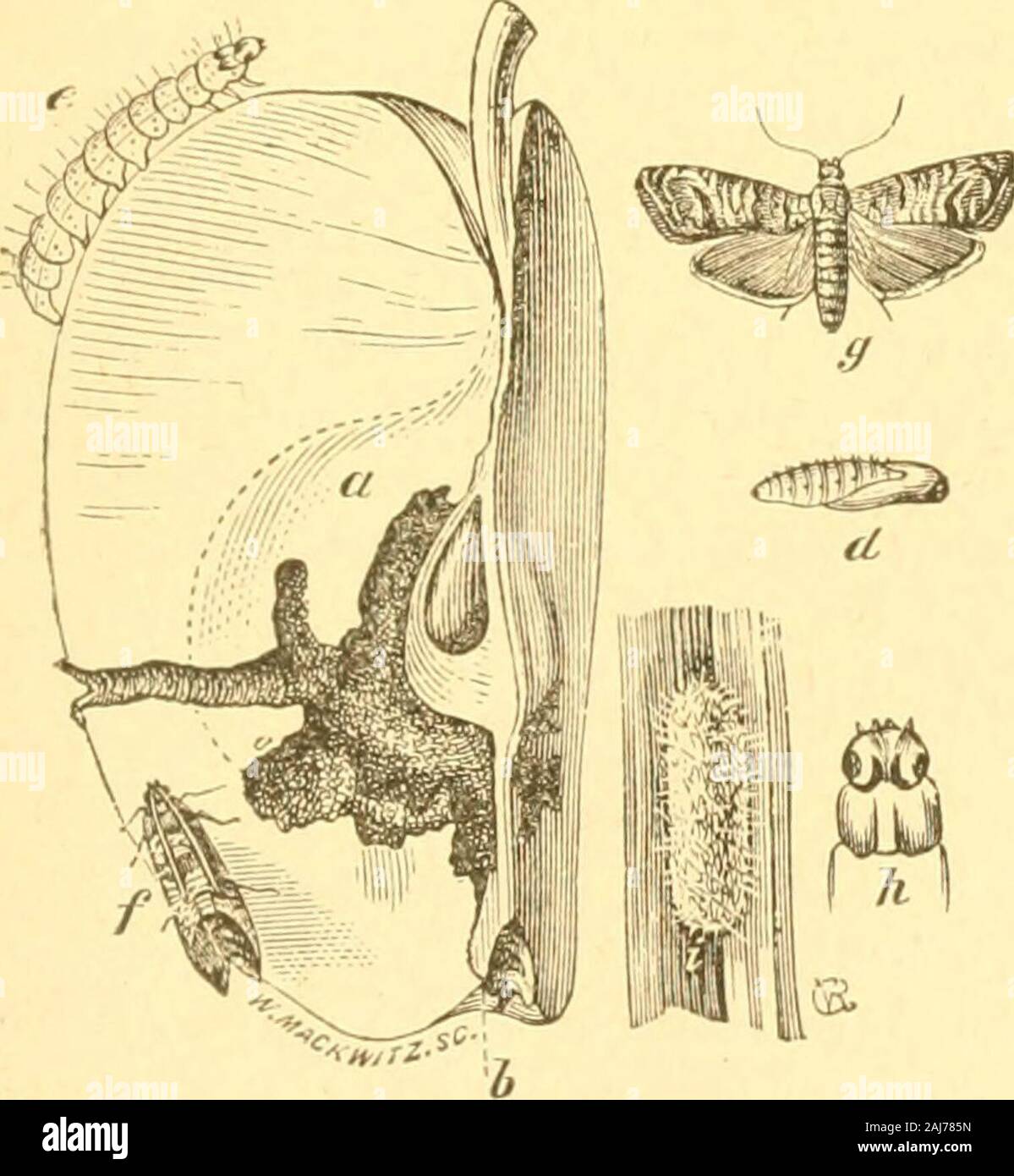 Cocoon on bark hi-res stock photography and images - Alamy