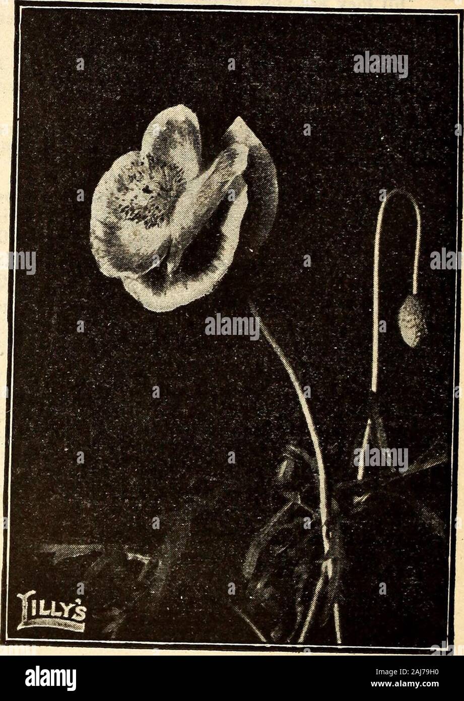 Fluted seeds hi-res stock photography and images - Alamy