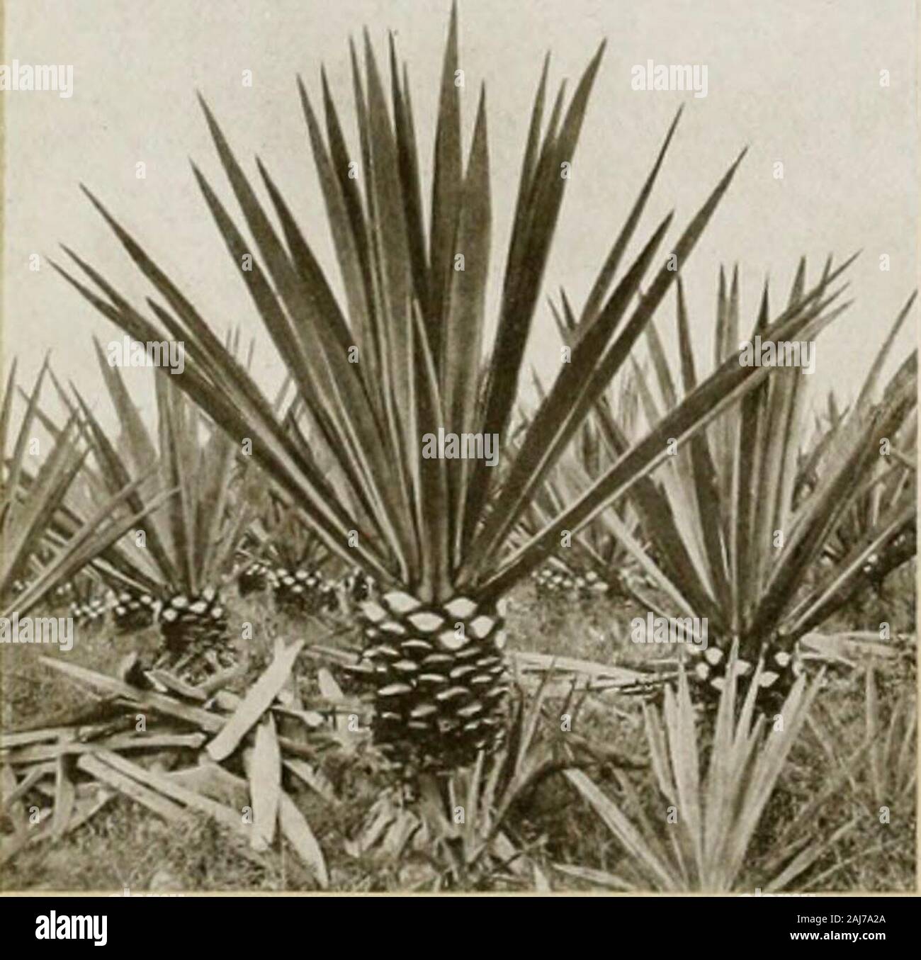 Harvest scenes of the world . A Sisal Plantation Stock Photo - Alamy
