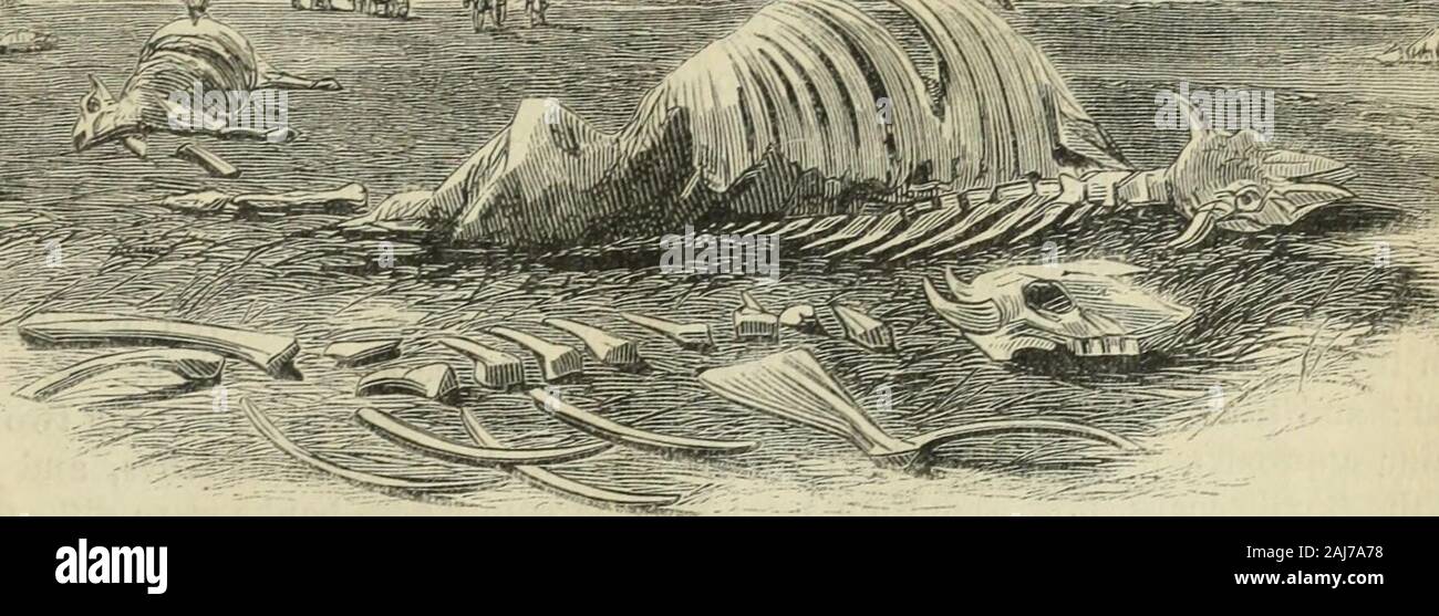 Golgotha skull hi-res stock photography and images - Alamy