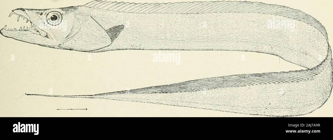 A treatise on zoology . Fig. 49o.Lepidopvs caudatus, Euphr. (After ...