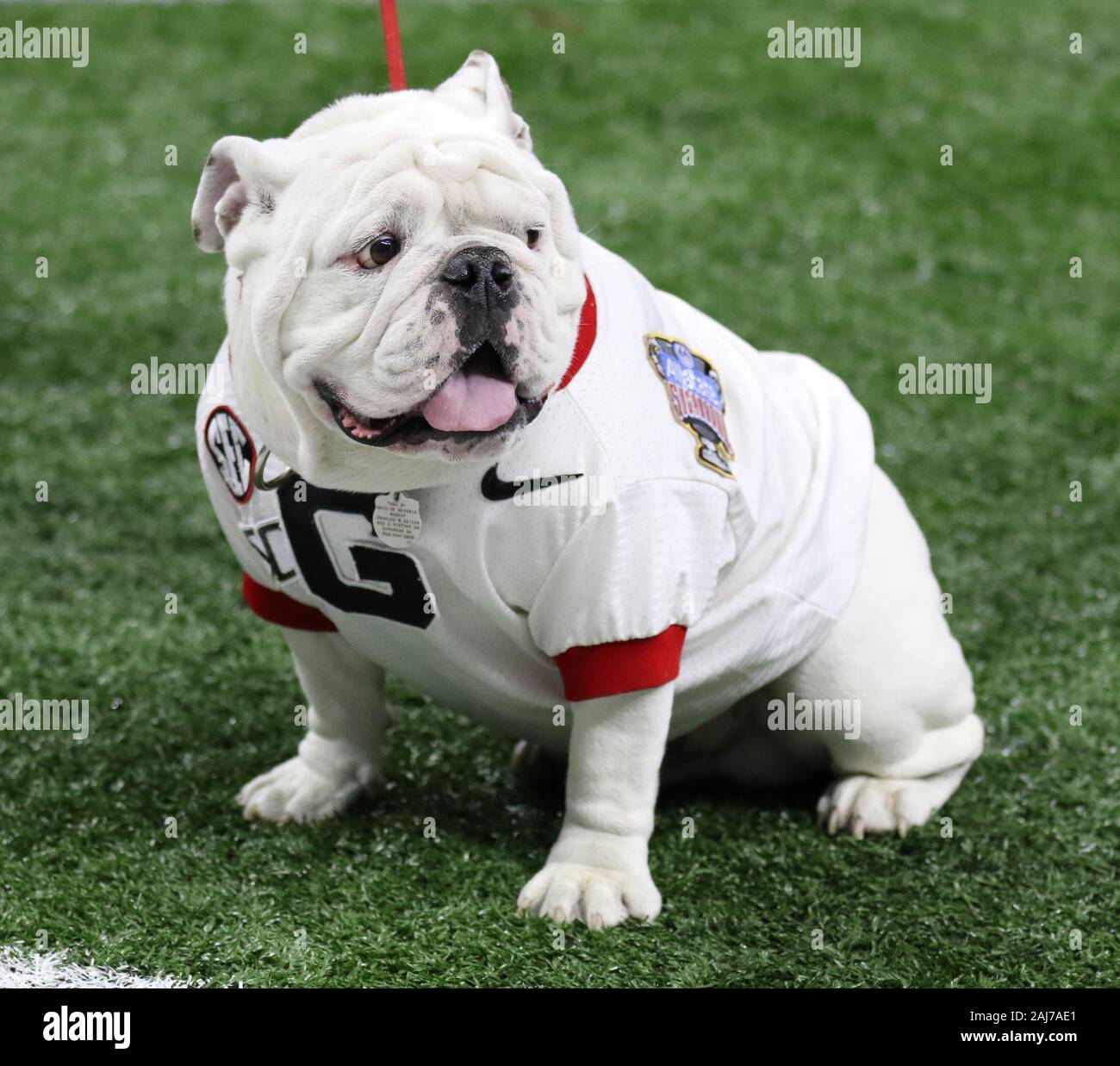 Georgia bulldogs mascot hi-res stock photography and images - Alamy