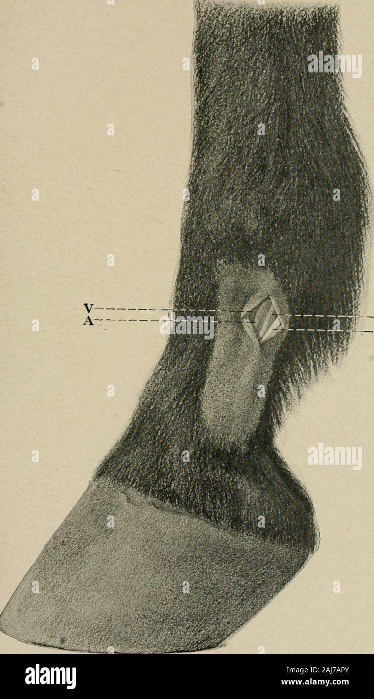 Pedal bone hi-res stock photography and images - Alamy